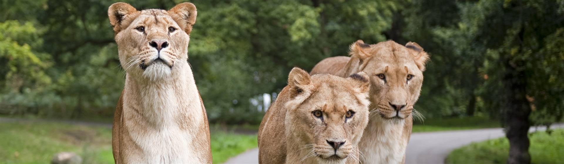 Arvonia Day Trips Knowsley Safari Park Arvonia Day Trips Knowsley Safari Park